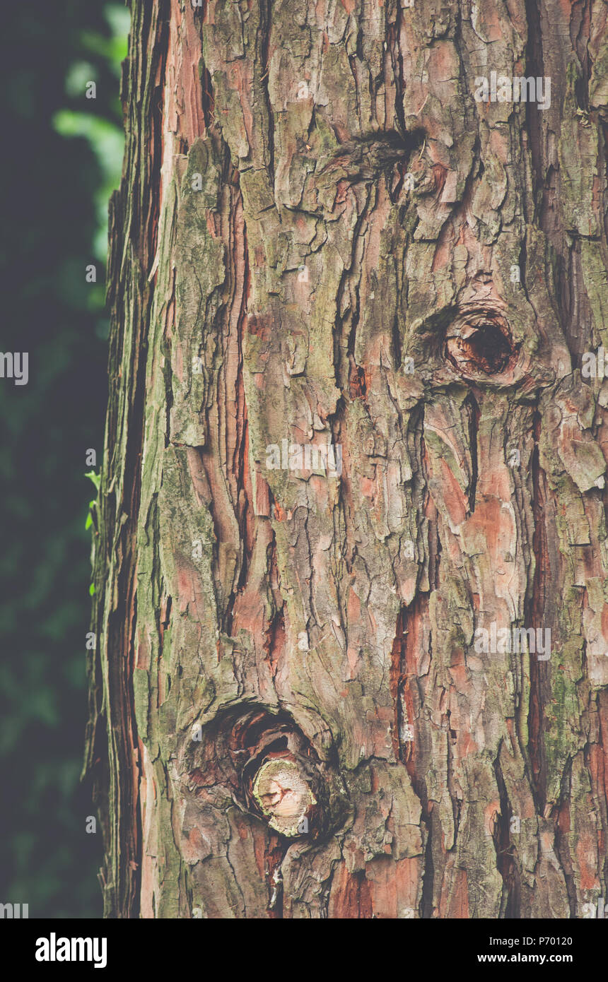 coniferous tree bark detail backdrop Stock Photo - Alamy