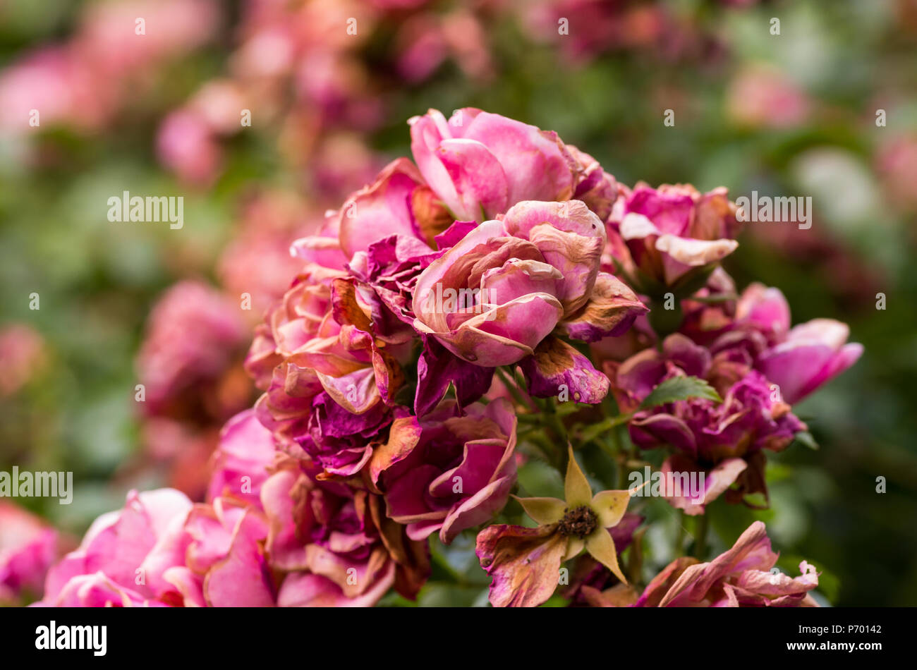 rose garden in bloom backdrops - springtime nature Stock Photo - Alamy
