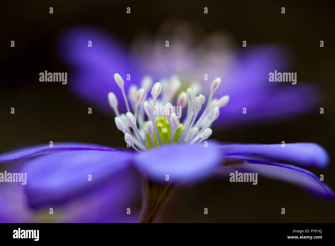 Epatica hi-res stock photography and images - Alamy