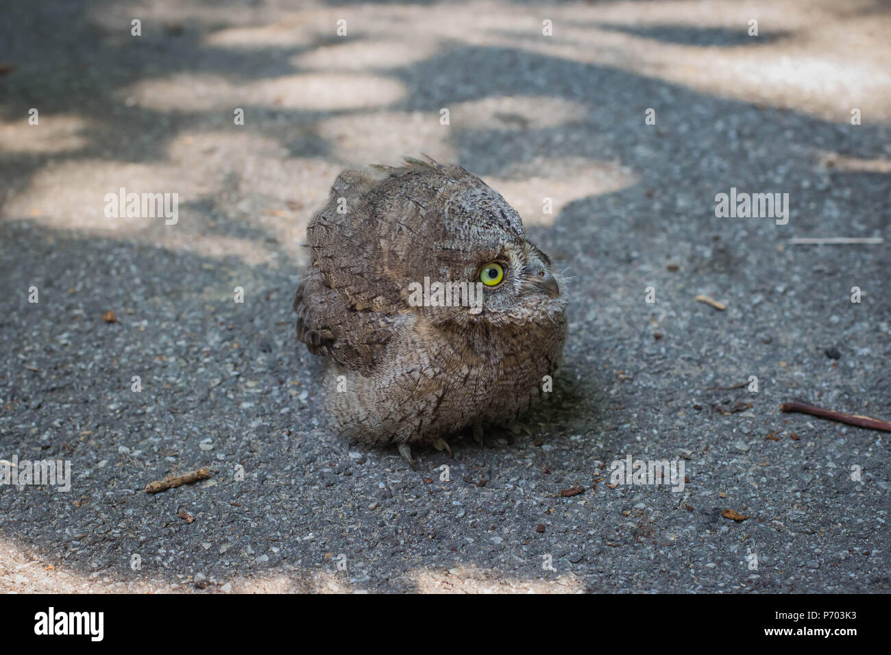 Common scops owl otus scops hi-res stock photography and images - Alamy