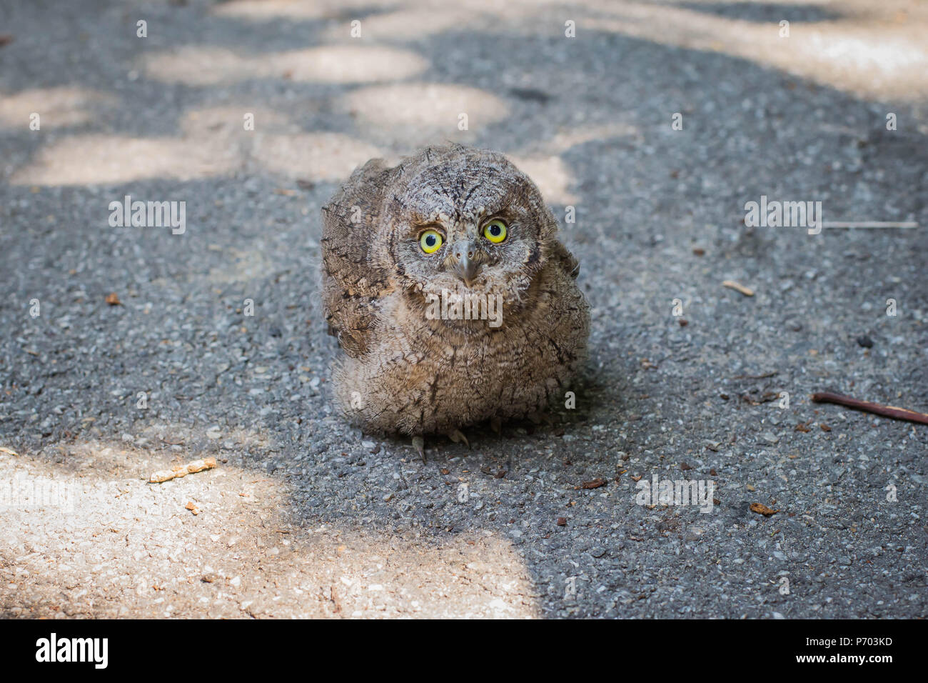 Baby of common scops owl (Otus scops Stock Photo - Alamy