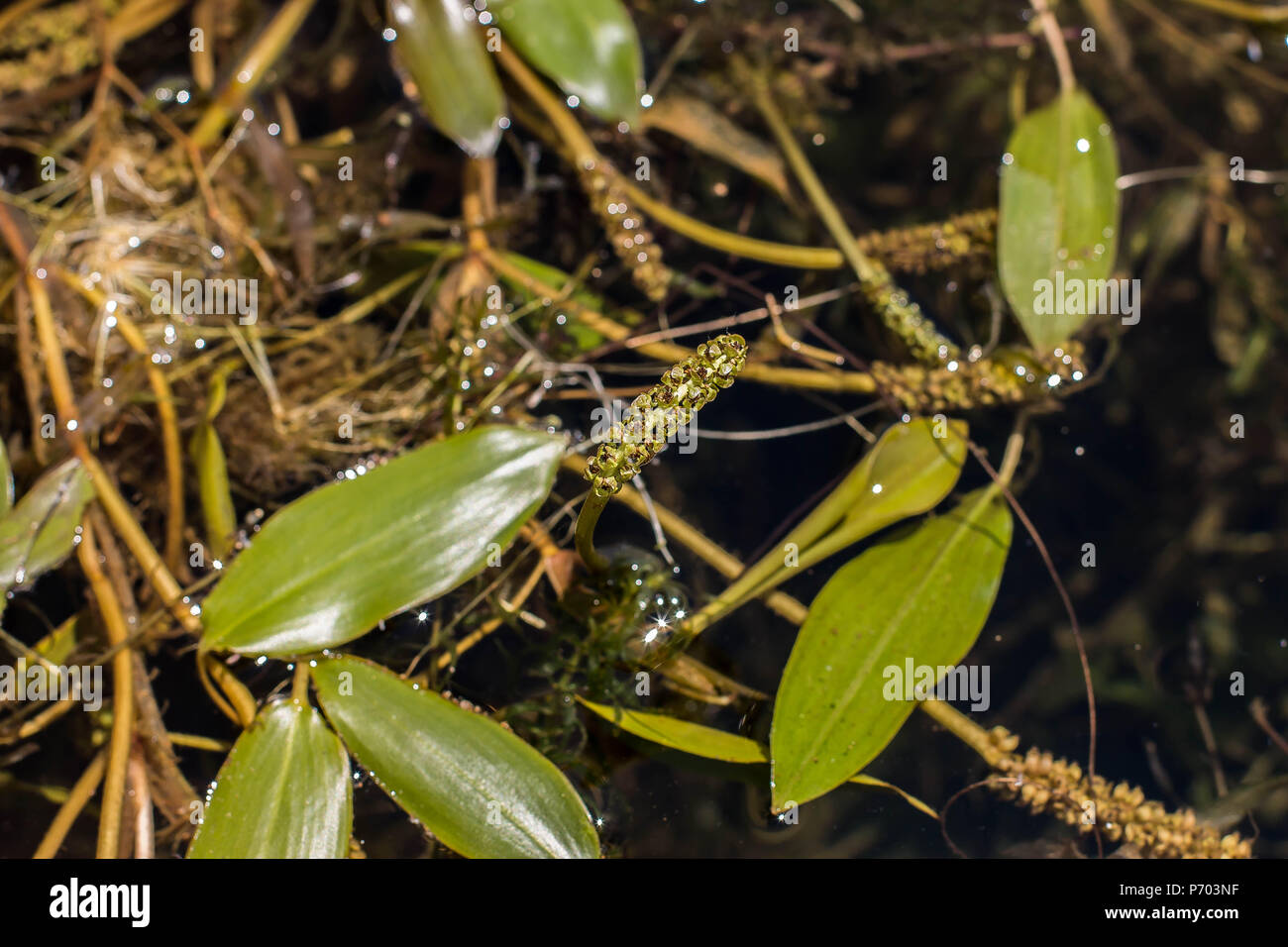 broad-leaved pondweed (Potamogeton natans) in flower Stock Photo - Alamy