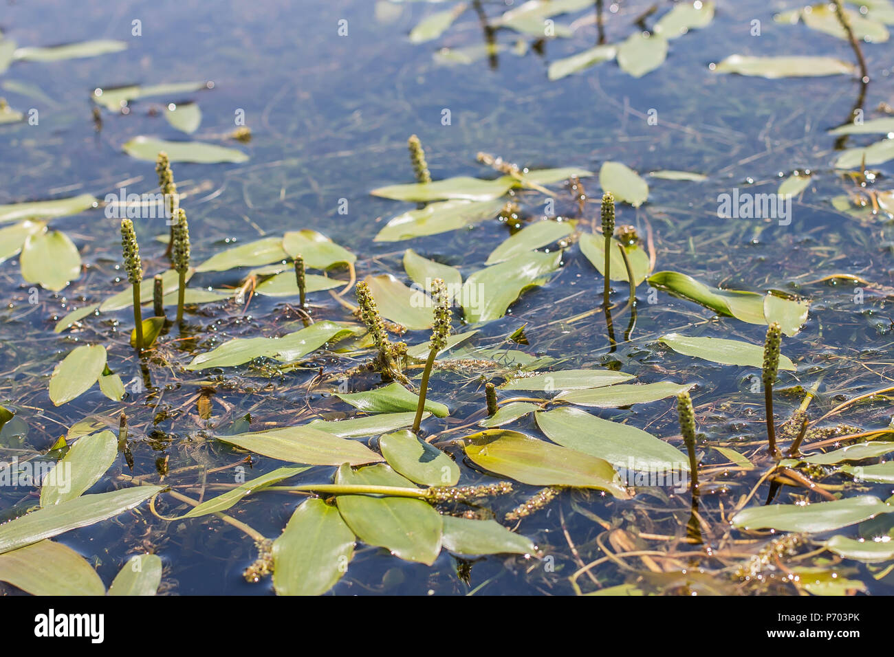broad-leaved pondweed (Potamogeton natans) in flower Stock Photo - Alamy