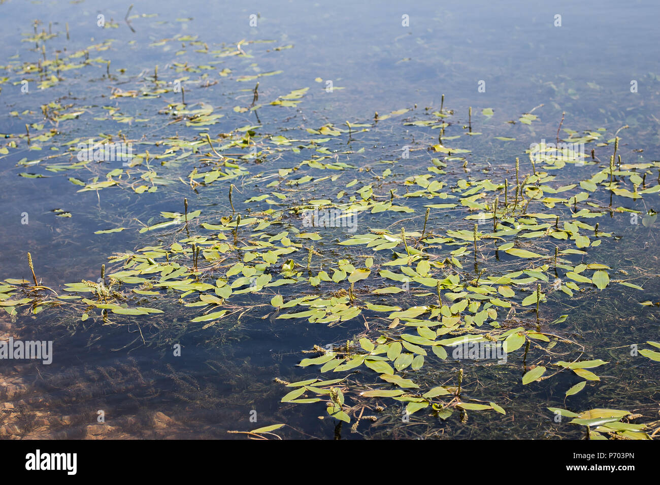 broad-leaved pondweed (Potamogeton natans) in flower Stock Photo - Alamy
