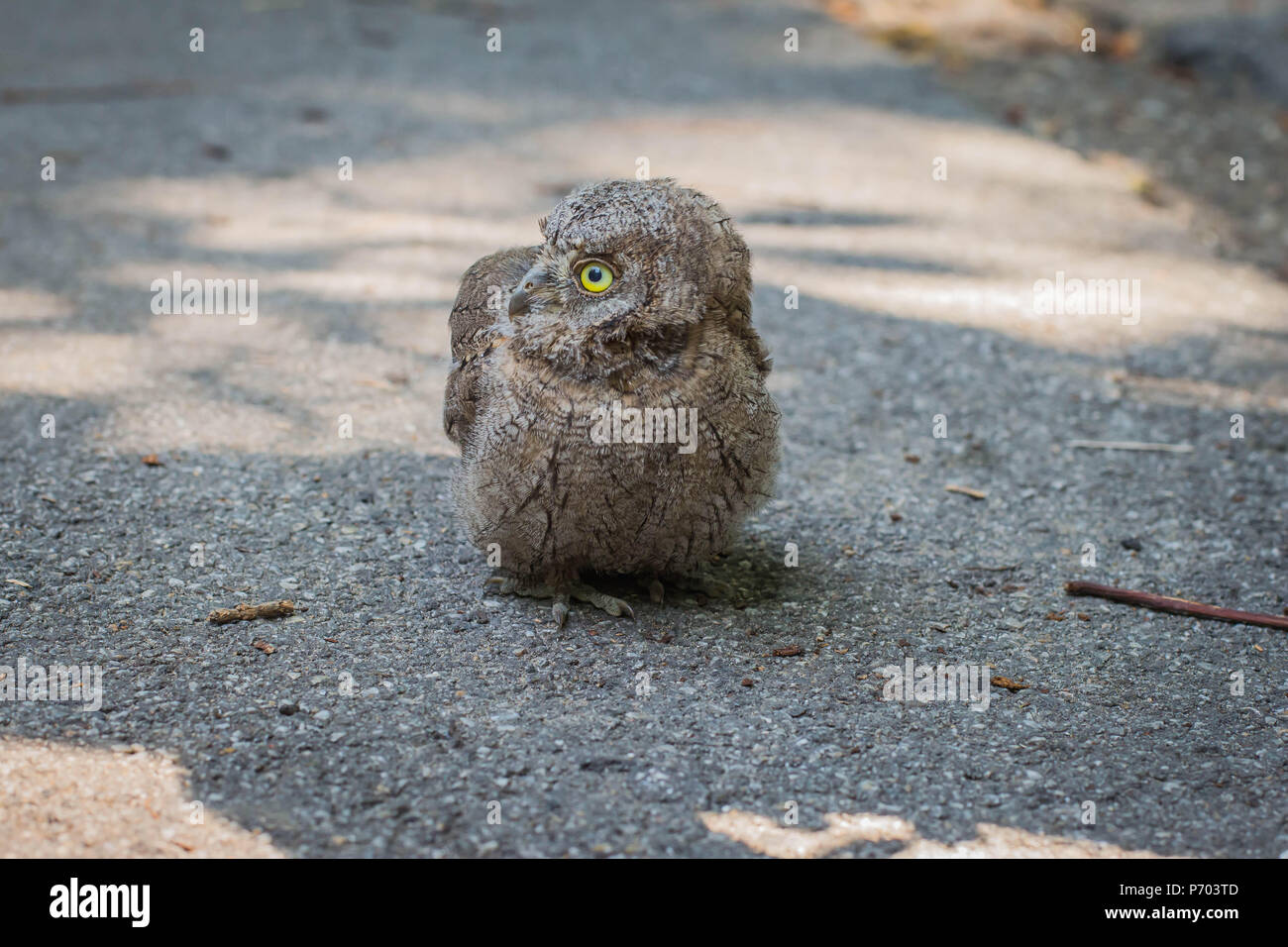 Baby of common scops owl (Otus scops Stock Photo - Alamy