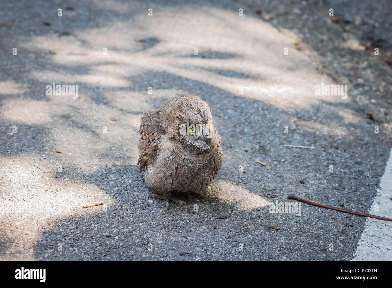 Baby of common scops owl (Otus scops Stock Photo - Alamy
