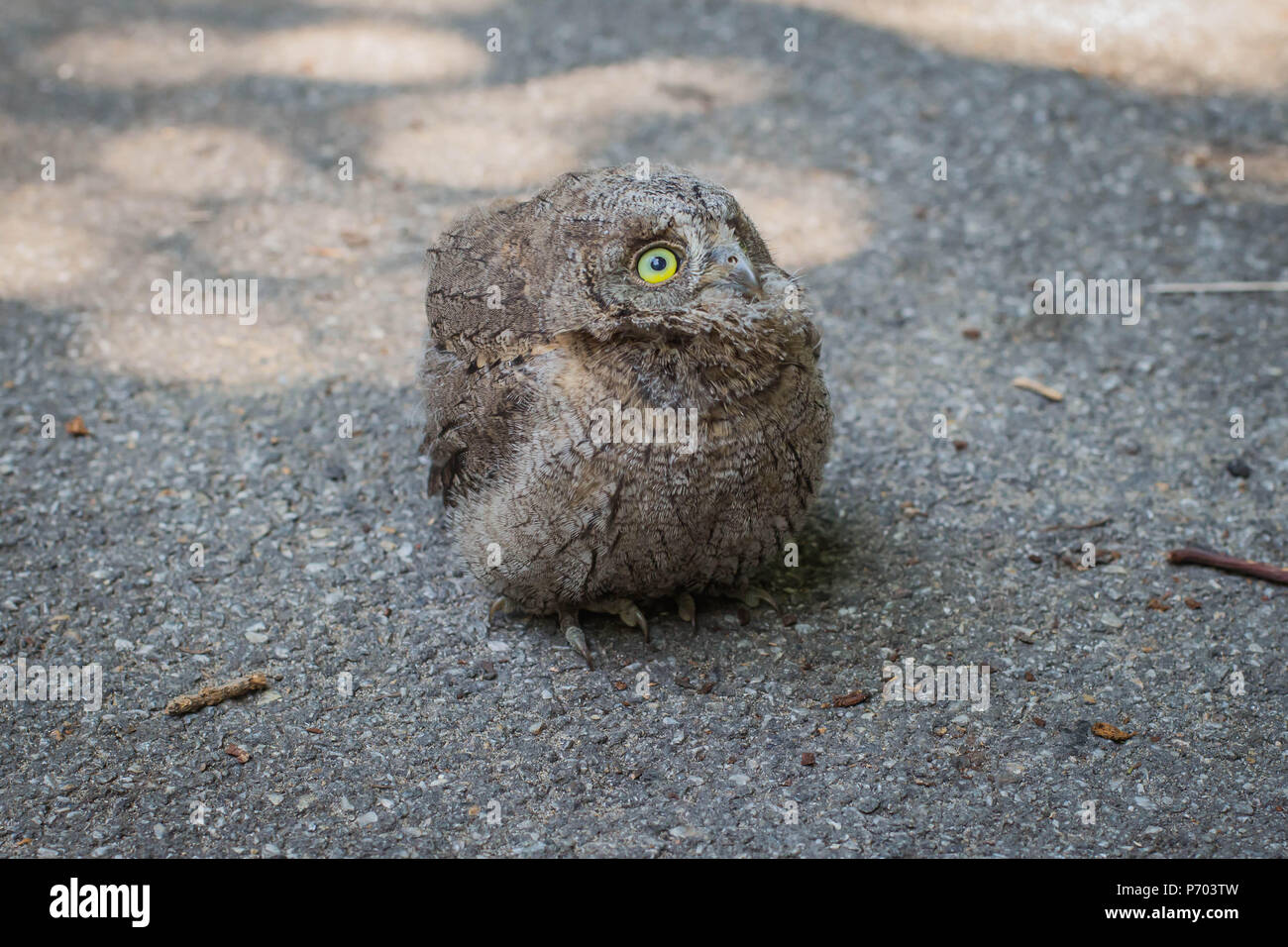 Baby of common scops owl (Otus scops Stock Photo - Alamy