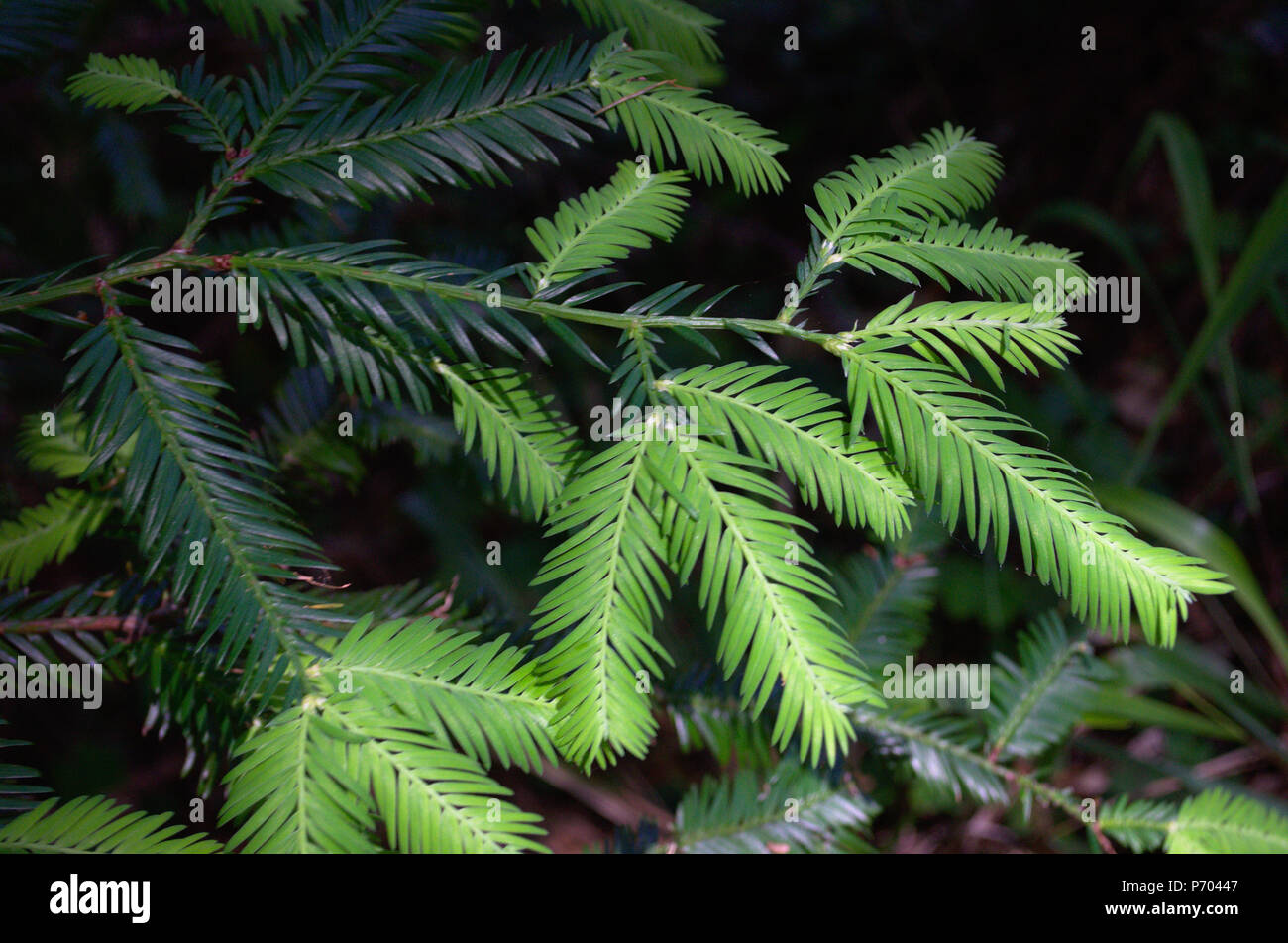New Growth on a Redwood Stock Photo - Alamy