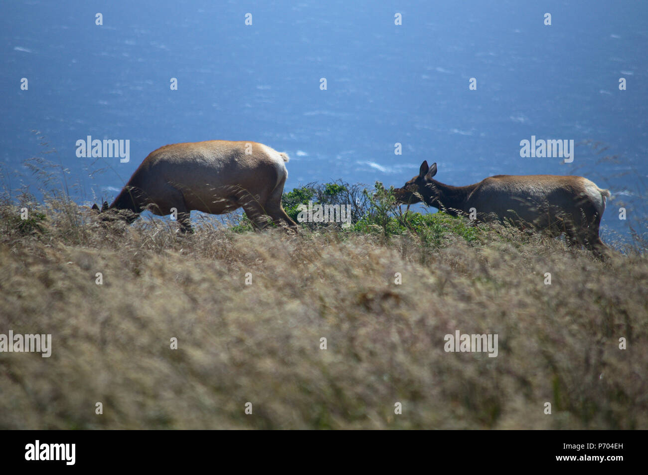 Tule Elk browsing at Point Reyes California Stock Photo - Alamy