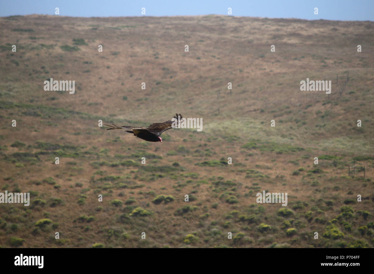 Soaring Turkey Vulture Stock Photo - Alamy