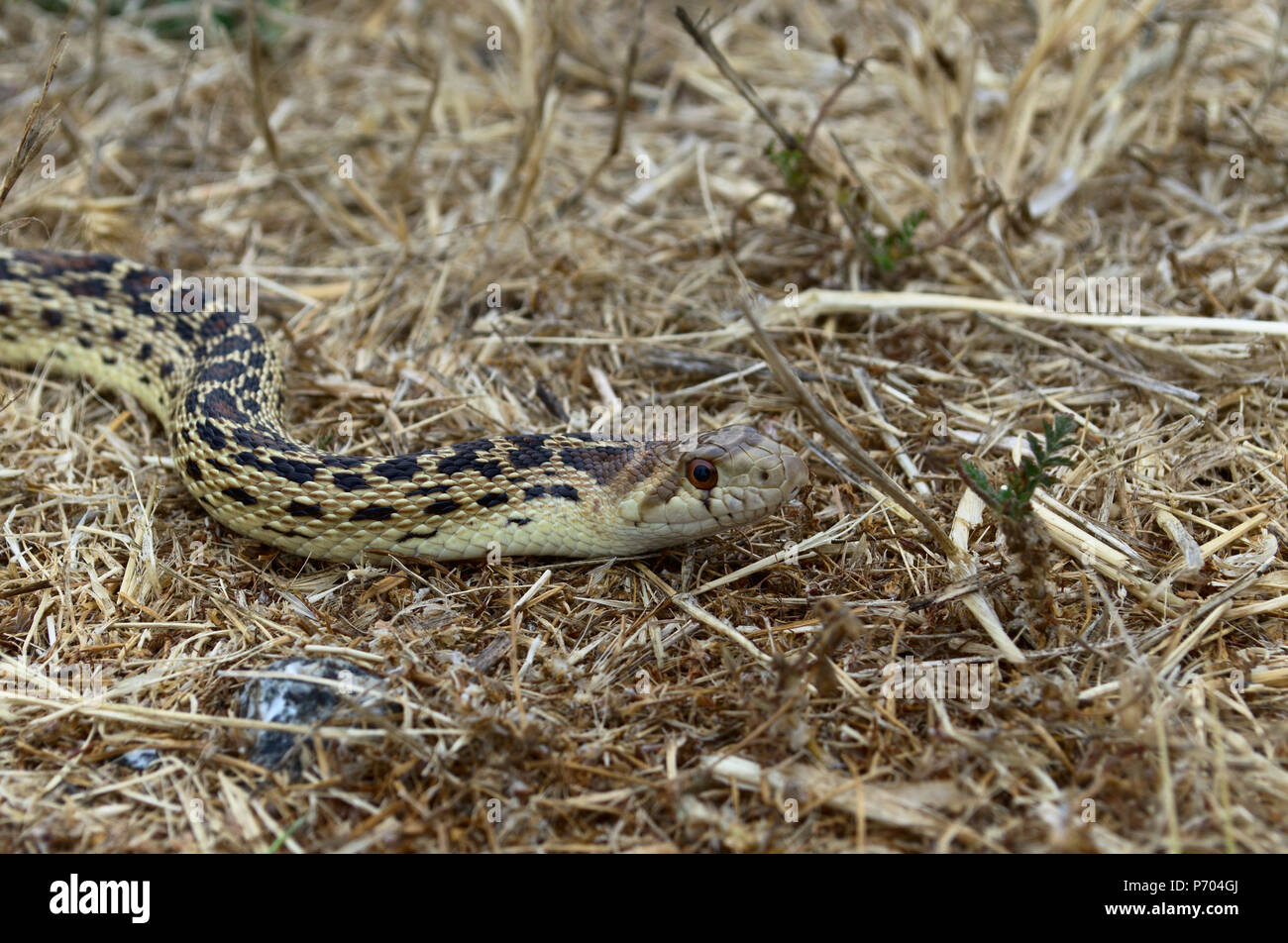 Non venomous north american snake hi-res stock photography and images ...