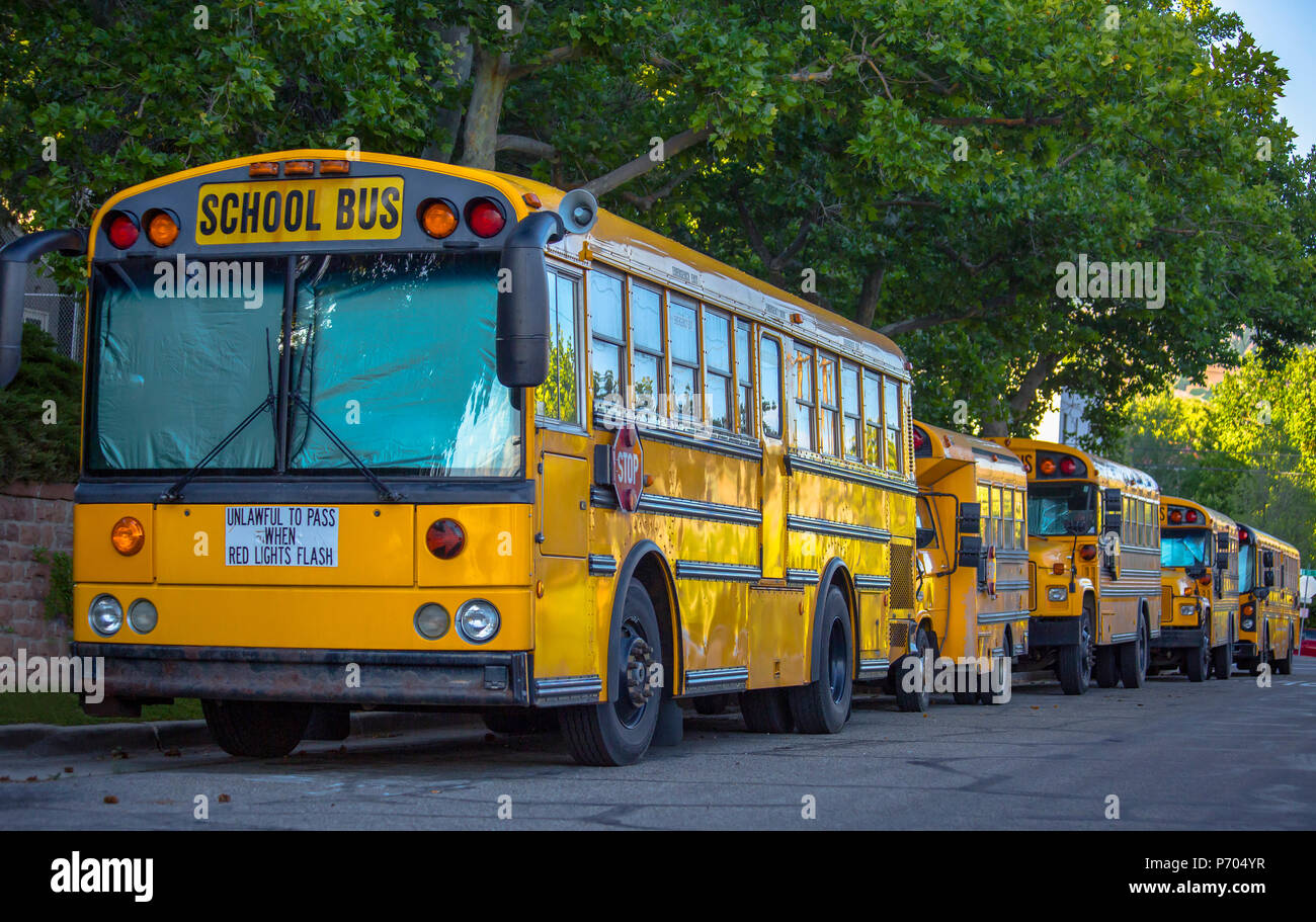 School buses lined up in the shade Stock Photo - Alamy