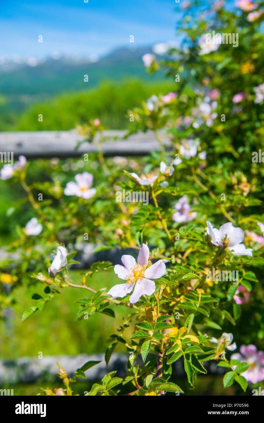 Labdanum tree hi-res stock photography and images - Alamy