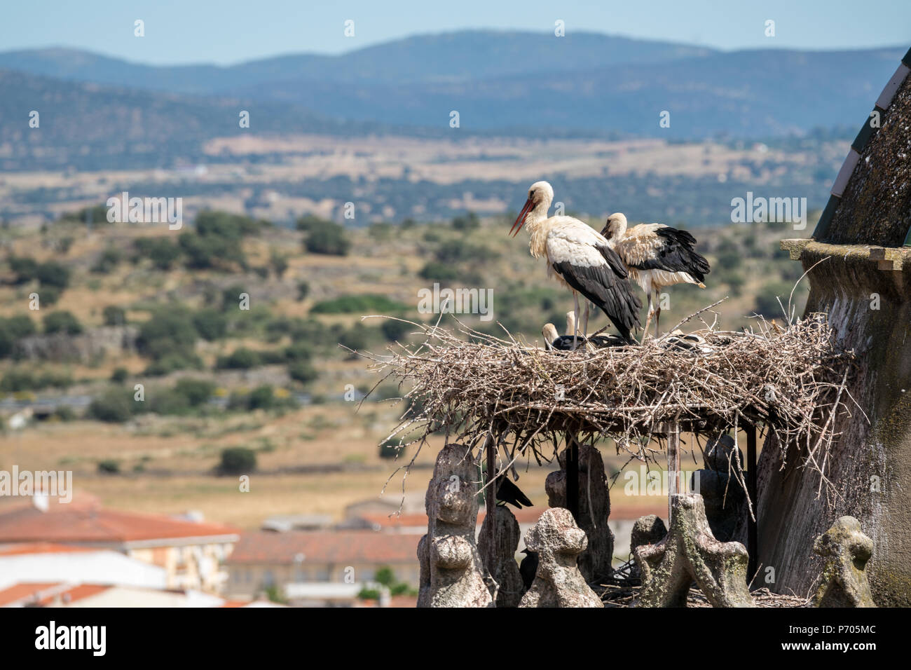 Storks nesting in Trujillo, Extremadura, Spain Stock Photo - Alamy