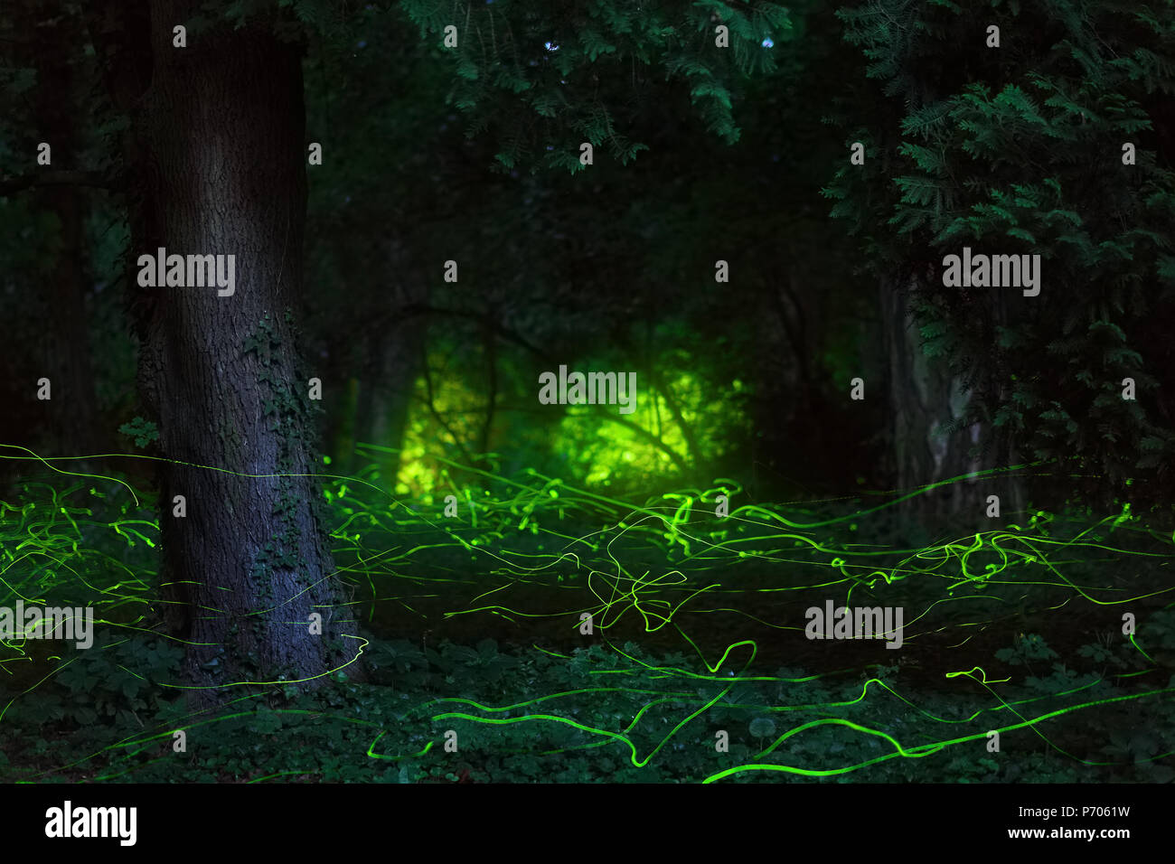 Firefly Insect Group High Resolution Stock Photography and Images - Alamy
