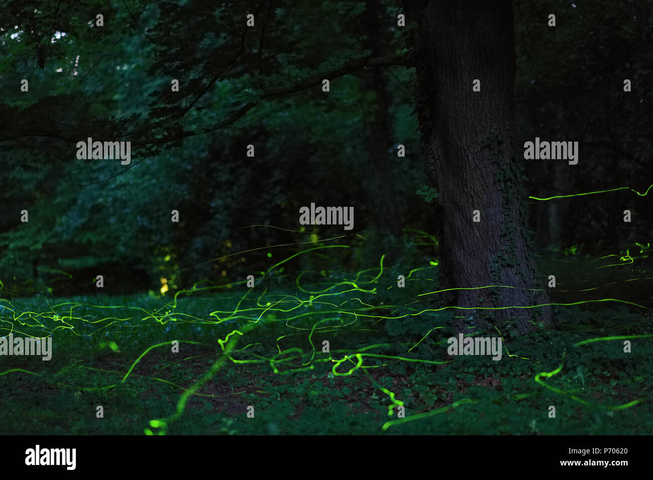 Firefly Insect Group High Resolution Stock Photography and Images - Alamy