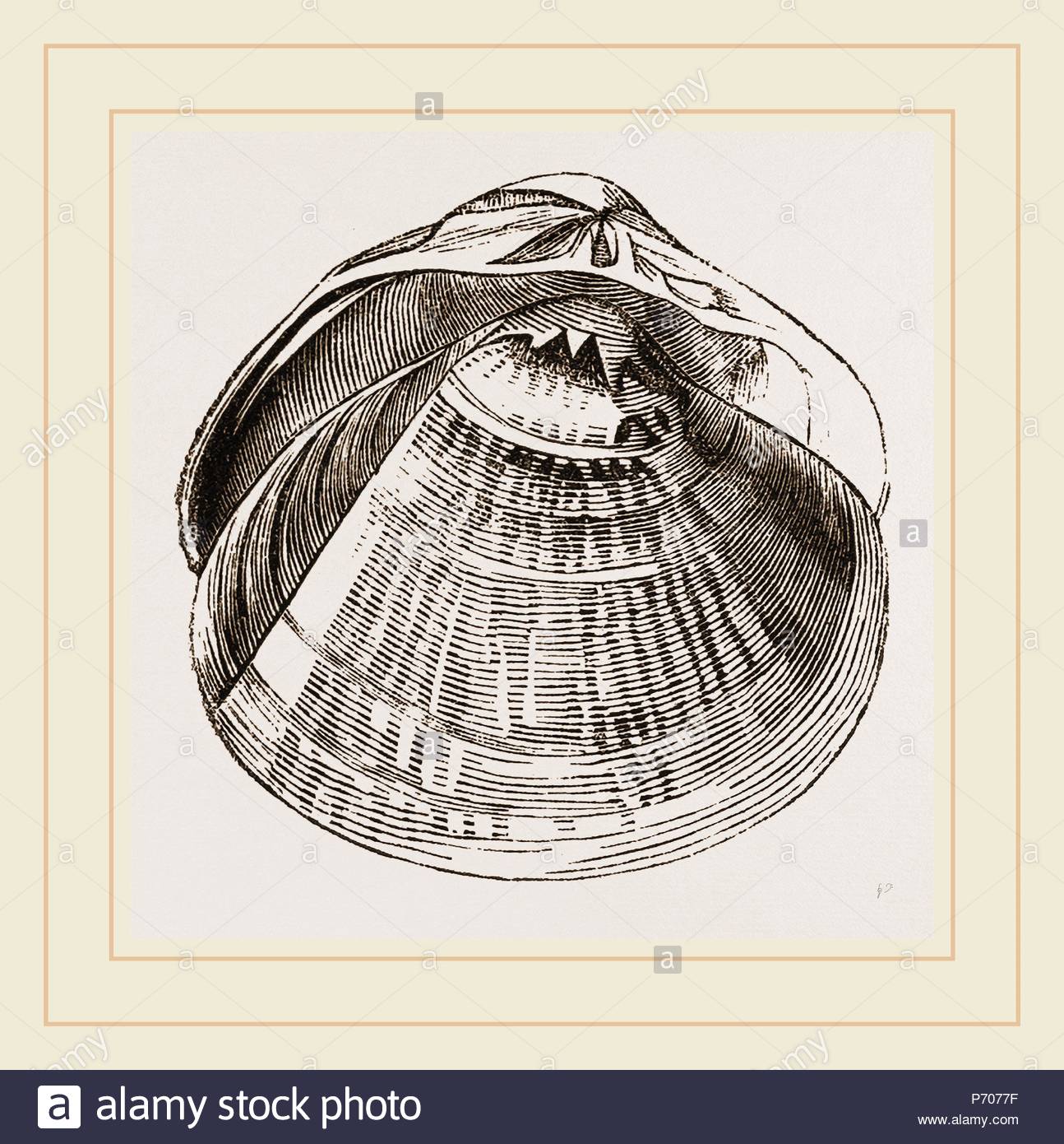 Cytherea Stock Photos & Cytherea Stock Images - Alamy