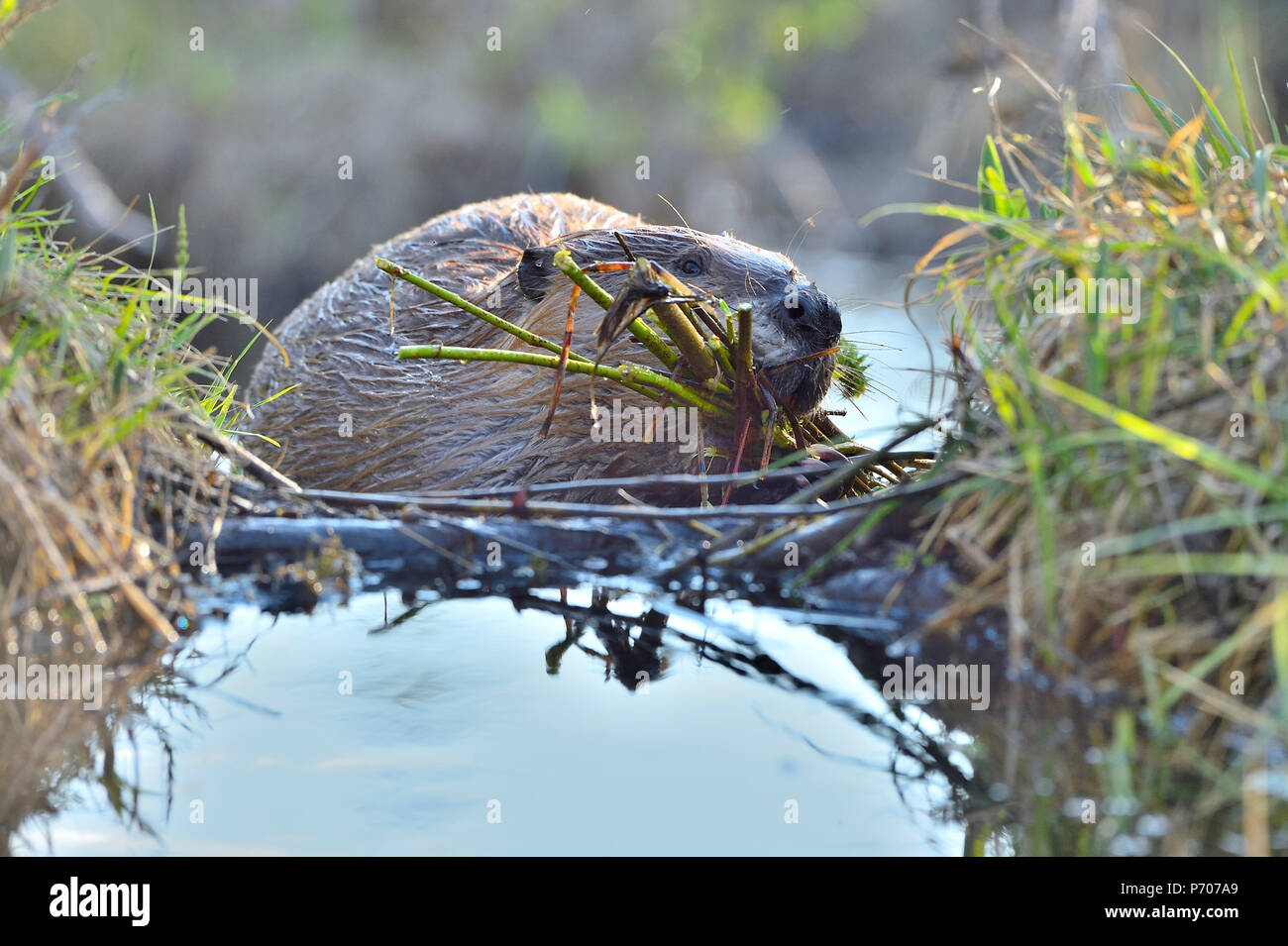 A wild Canadian beaver (Castor Canadensis); climbing up over his dam ...