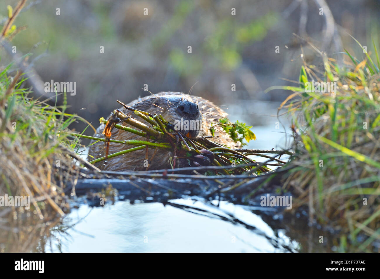 Climbing over beaver dam hi-res stock photography and images - Alamy