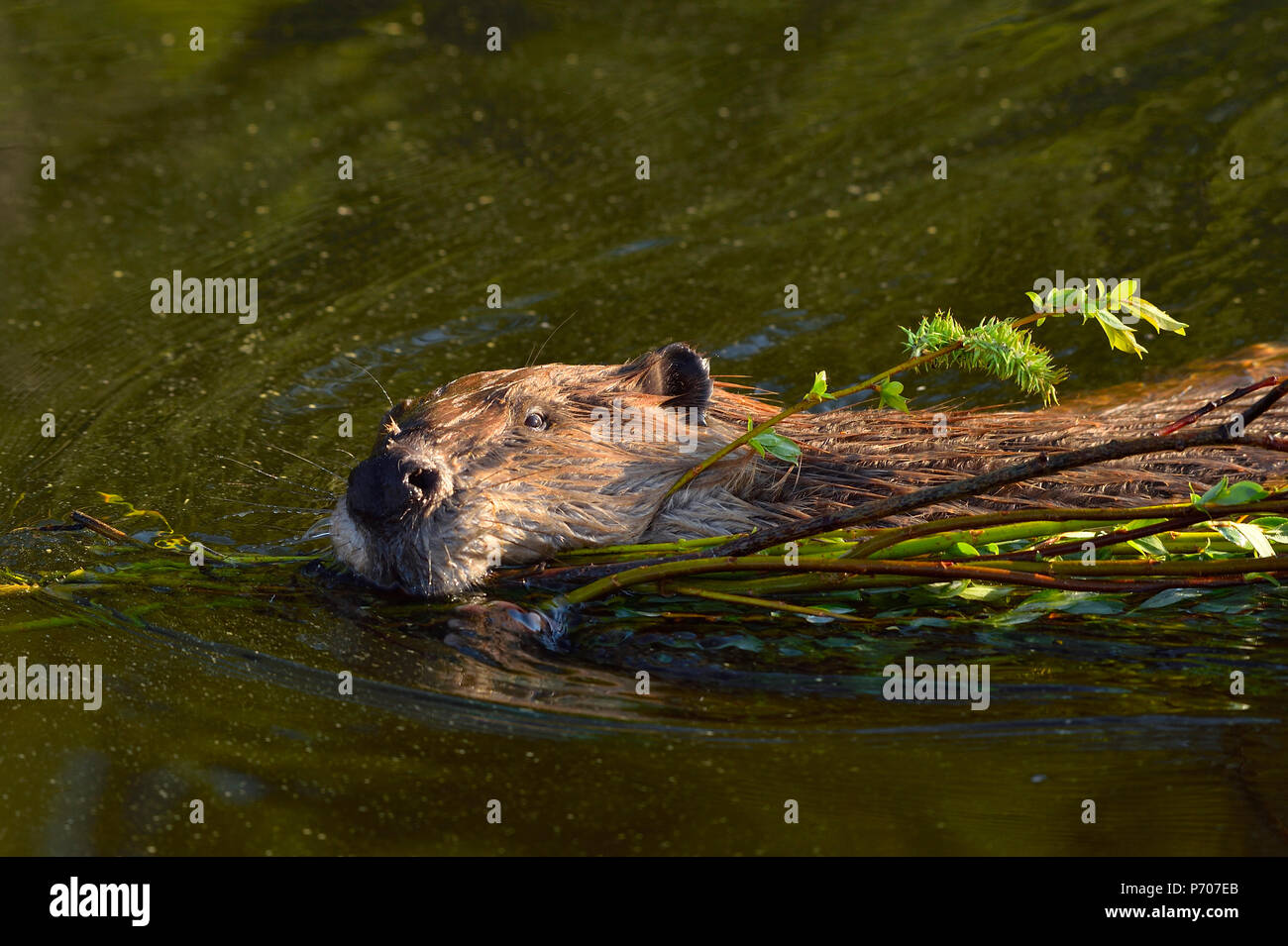 A close up image of an adult beaver (Castor Canadensis); swimming and ...