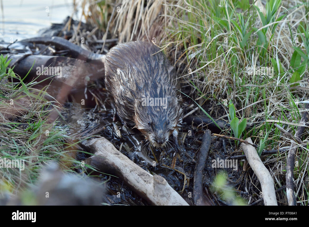 Beaver slide hi-res stock photography and images - Alamy