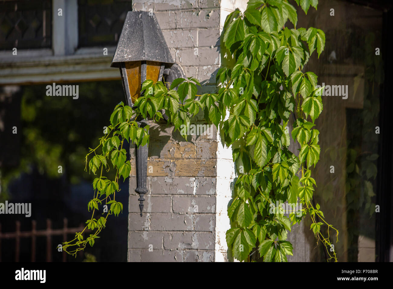 Vines on pillar hi-res stock photography and images - Alamy
