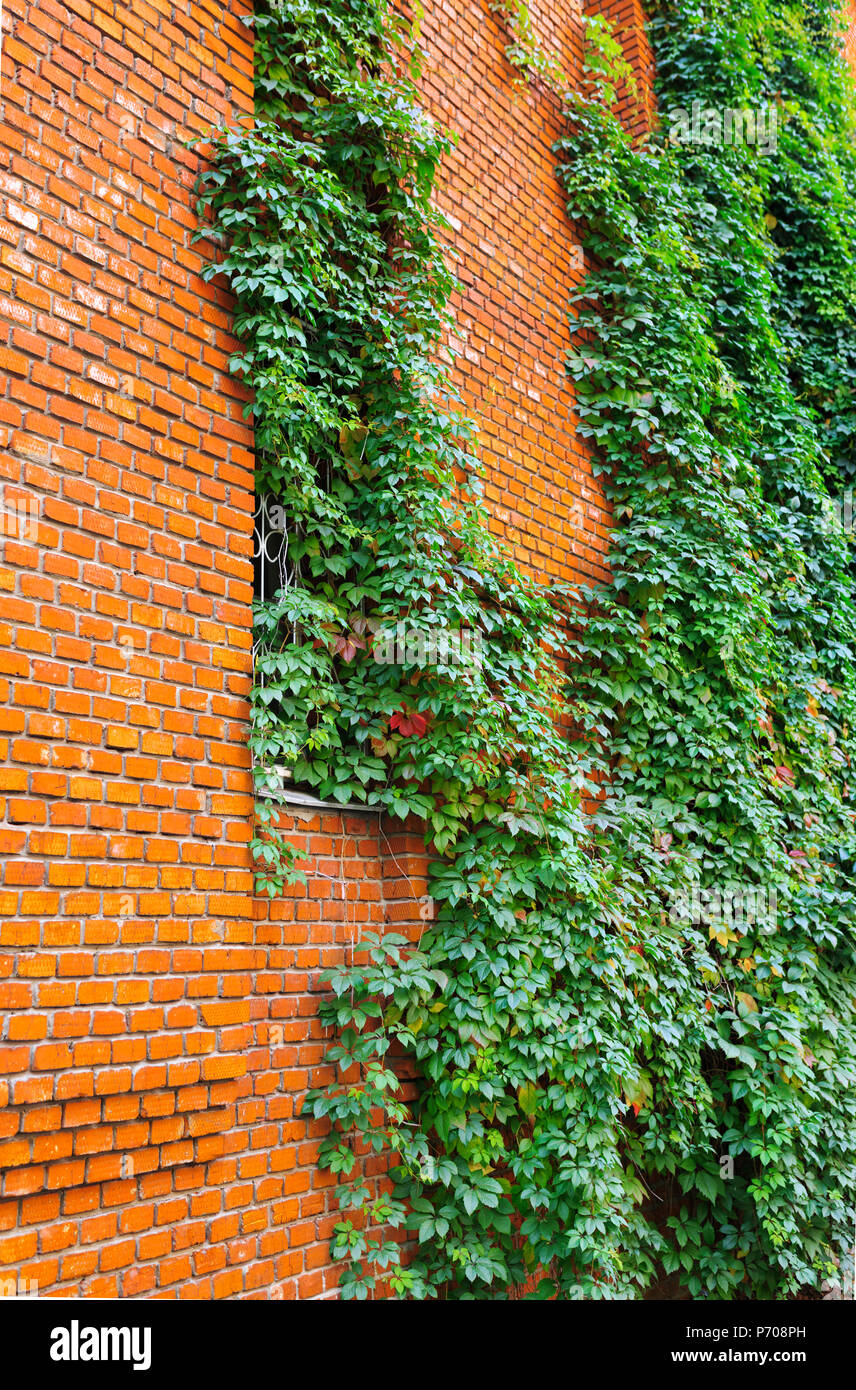 Brick wall and grape leaves Stock Photo - Alamy