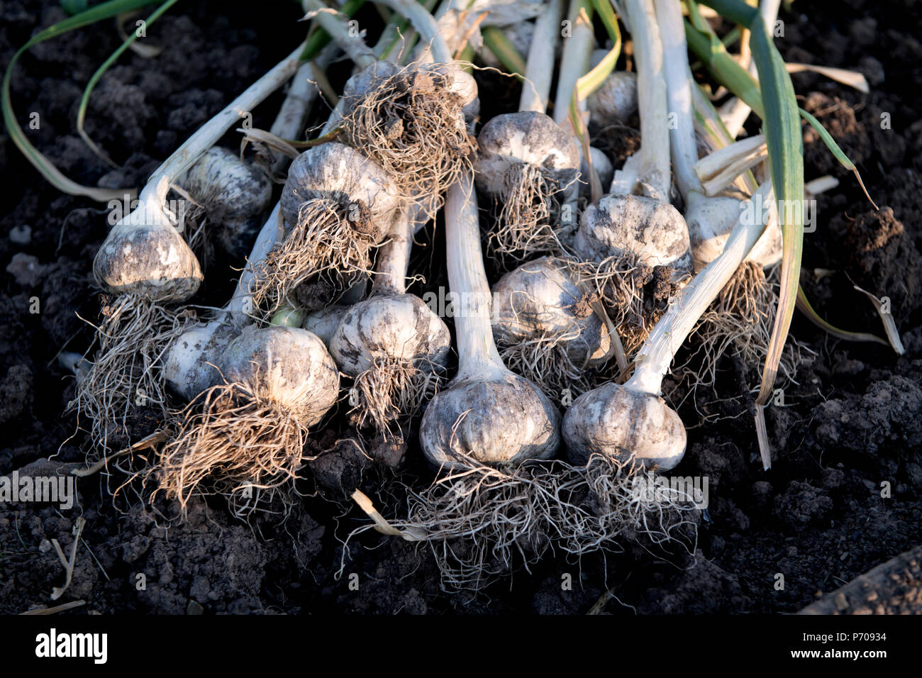 Garlic bulbs gardening hi-res stock photography and images - Alamy