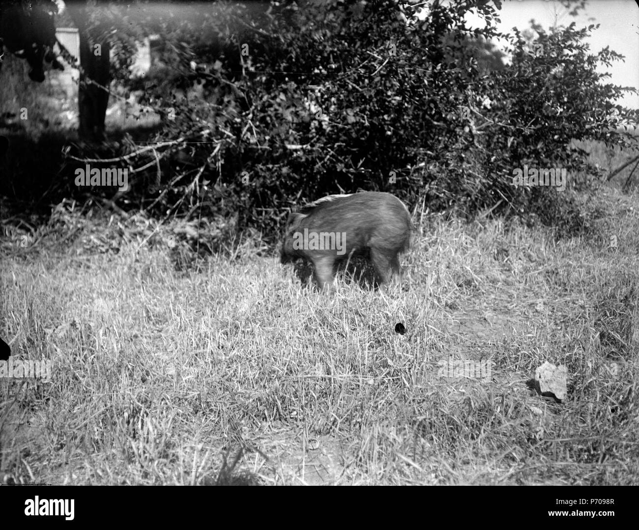 Neg Nr High Resolution Stock Photography and Images - Alamy
