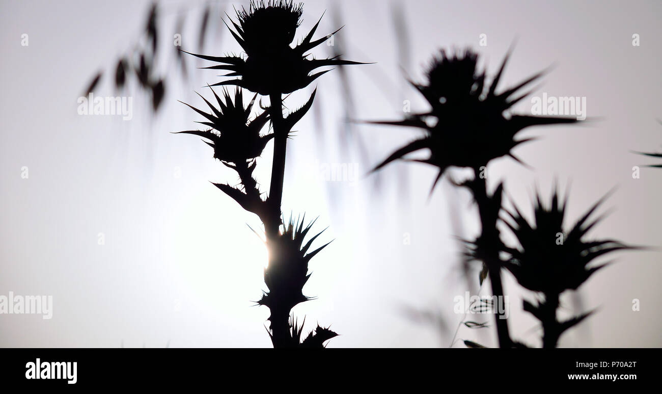 Silhouettes of milk thistle in bloom with intense sun at dawn Stock ...