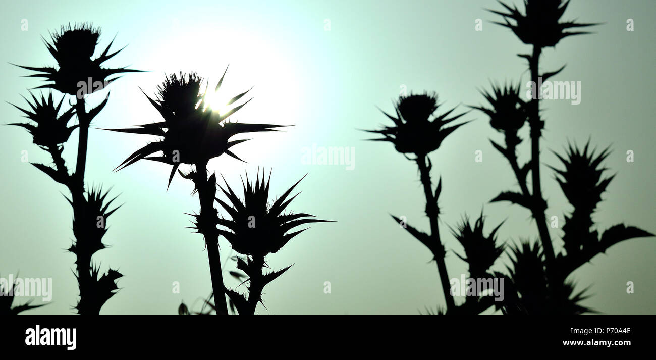 Silhouettes of milk thistle with color effects and bright sun at dawn ...