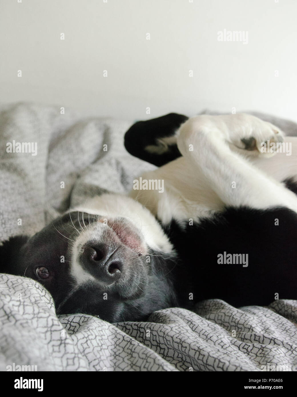 Border collie back hi-res stock photography and images - Alamy