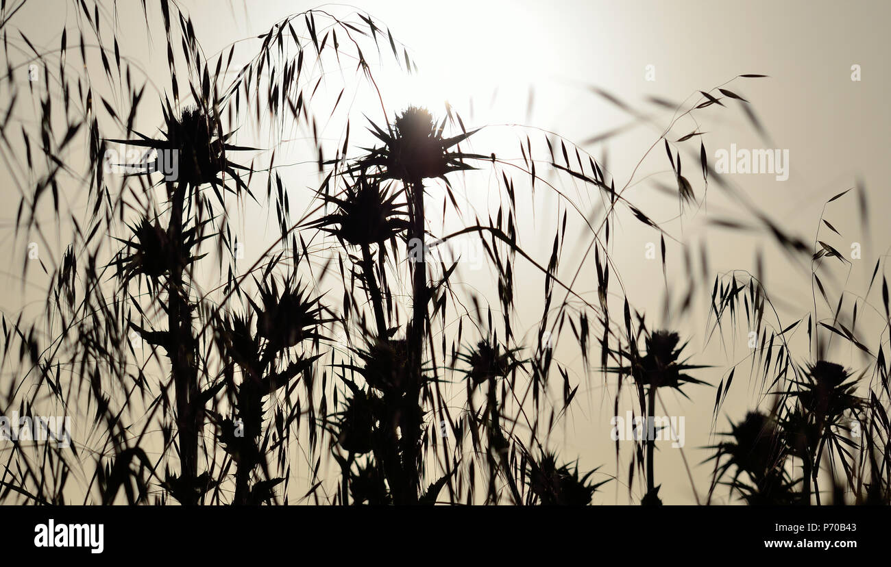 Flower heads of milk thistle and oats backlit at dawn Stock Photo - Alamy