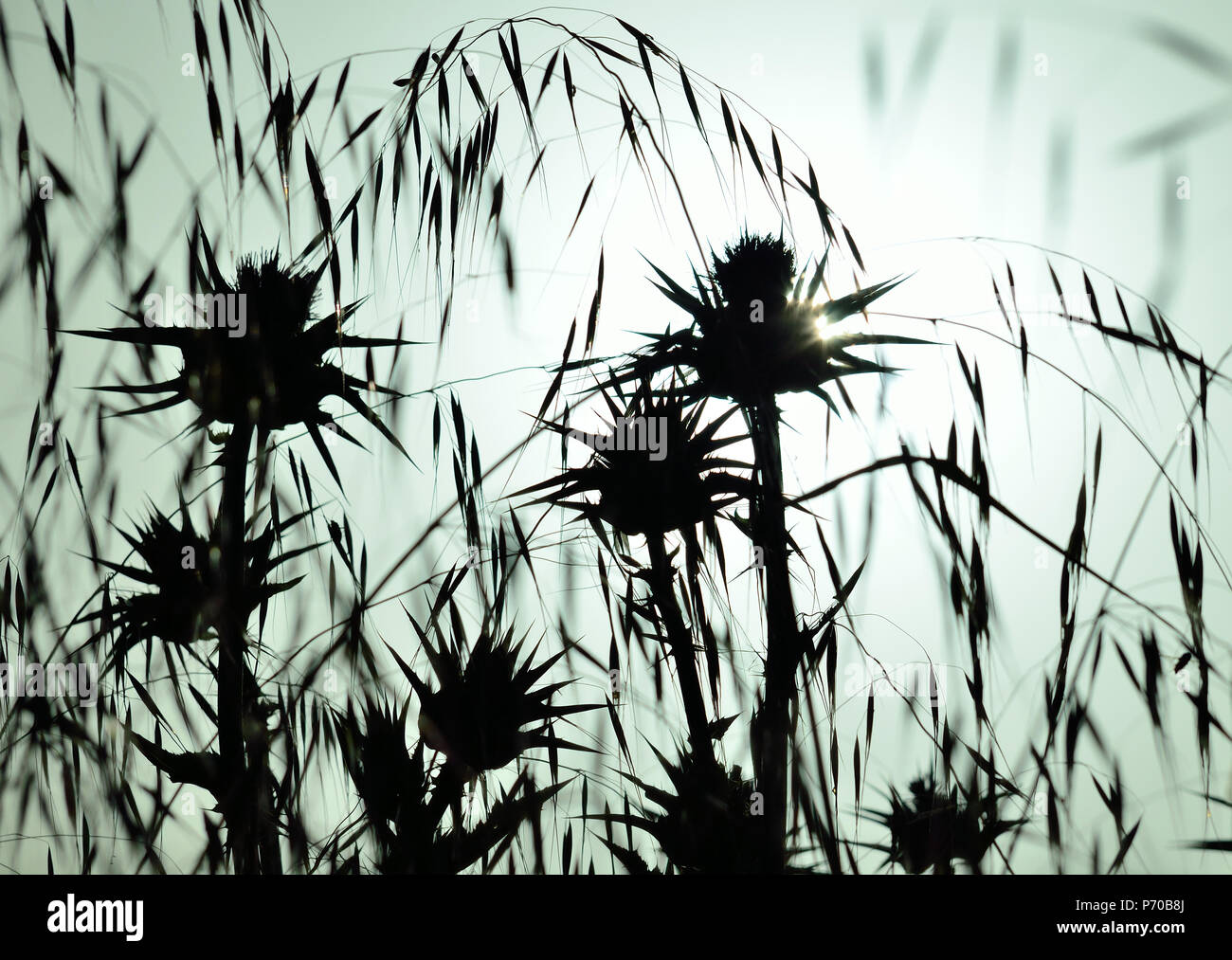Flower heads of milk thistle and oats with color effects at dawn Stock ...