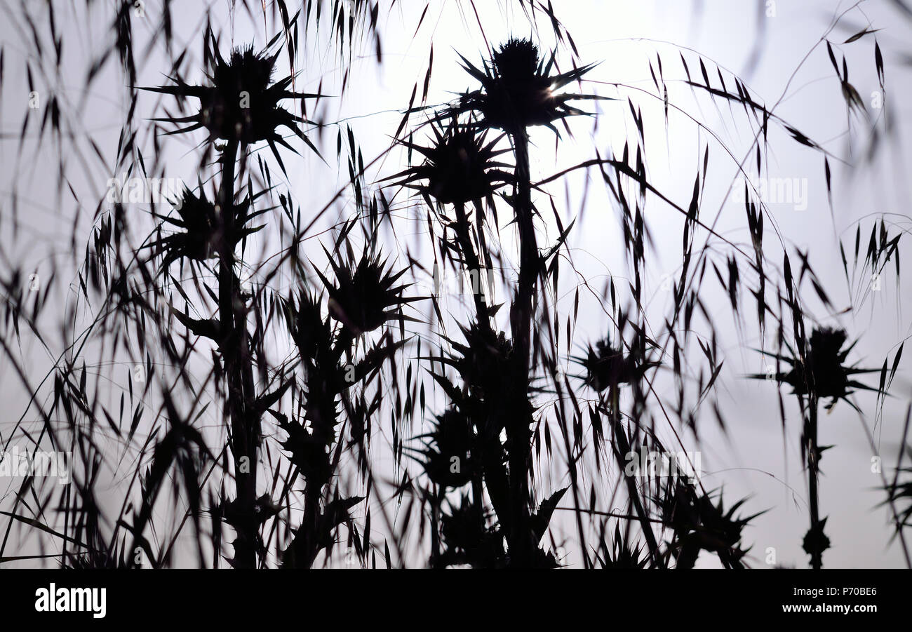 Flower heads of milk thistle amidst oat plants at dawn Stock Photo - Alamy