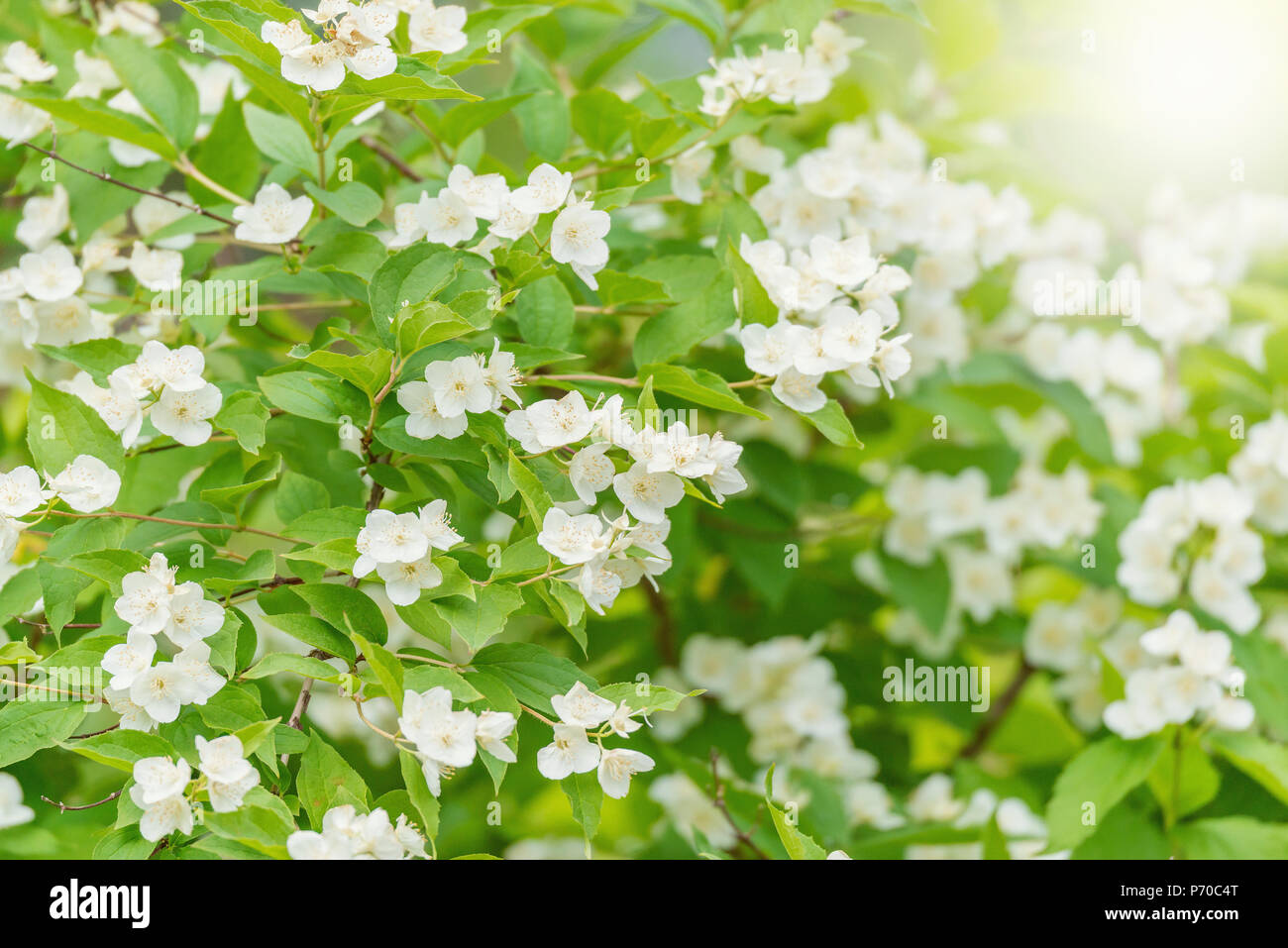 Jasmine tree crown hi-res stock photography and images - Alamy