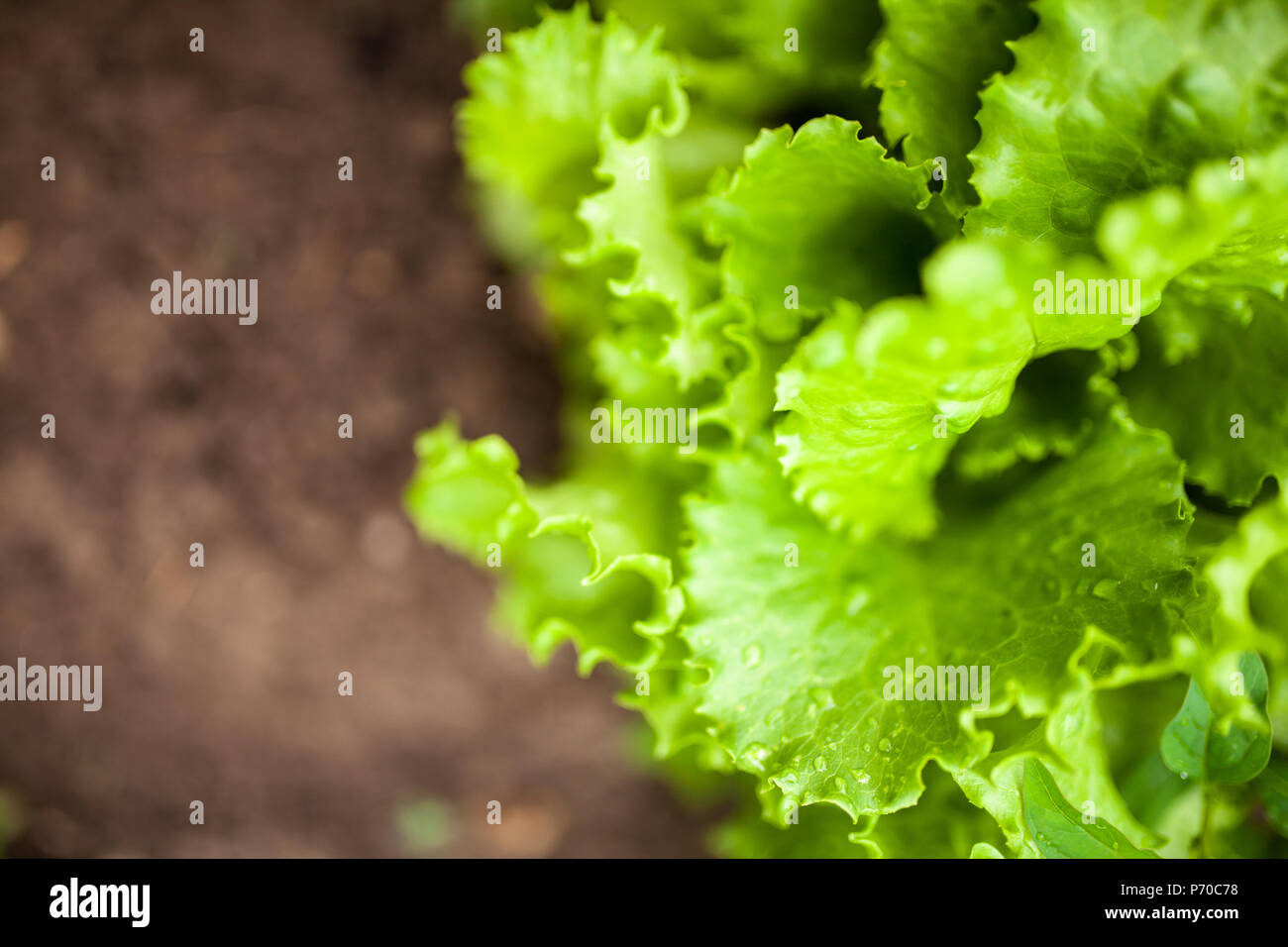 Growing lettuce hi-res stock photography and images - Alamy