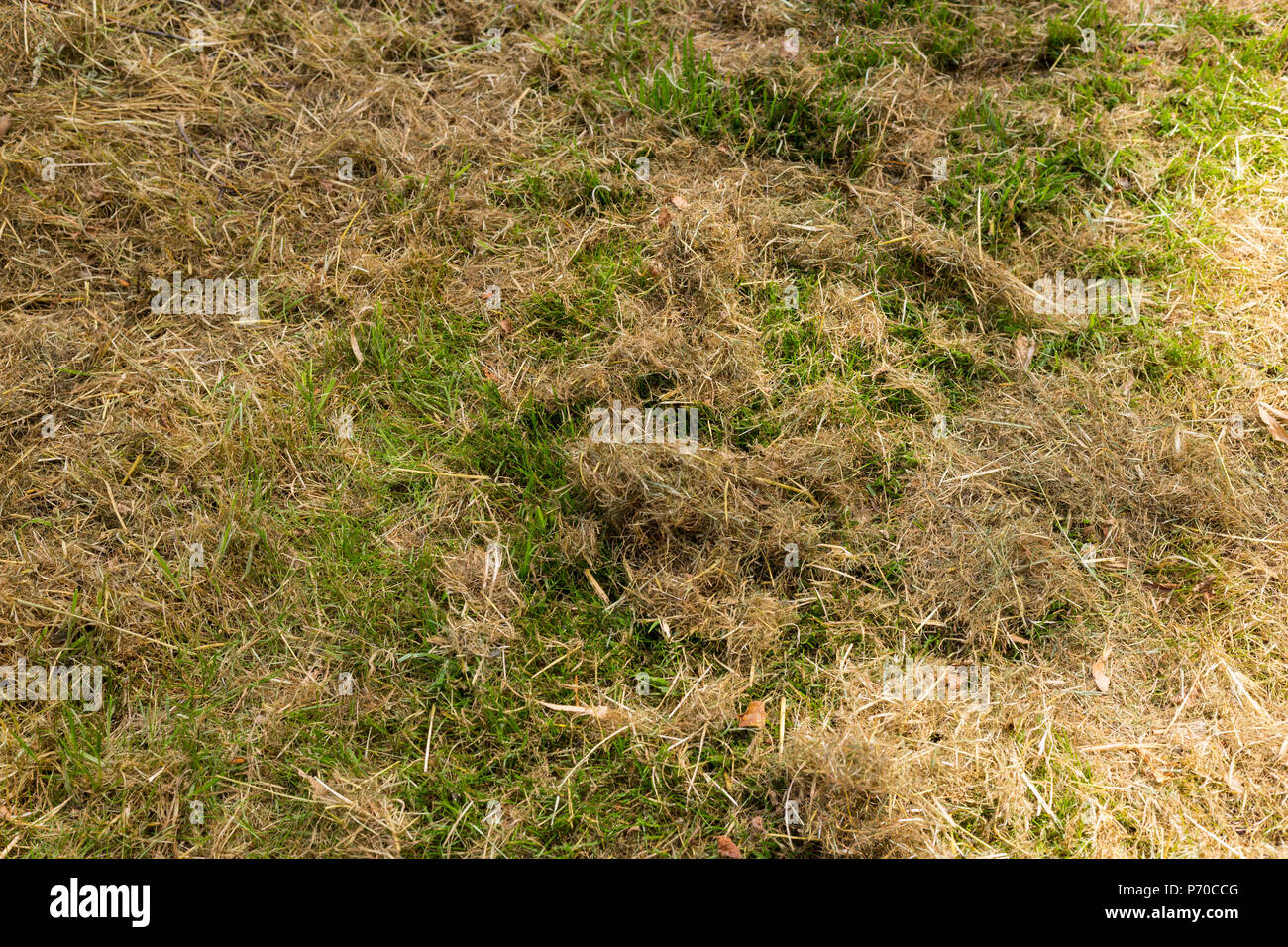 Green cut mown grass hi-res stock photography and images - Alamy