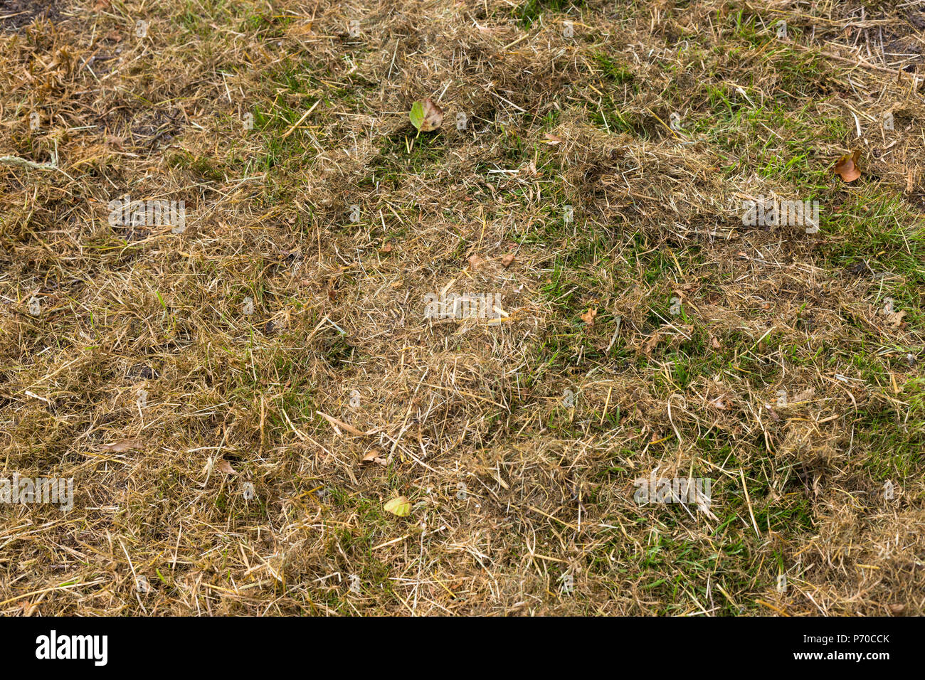 Fresh mown hay hi-res stock photography and images - Alamy