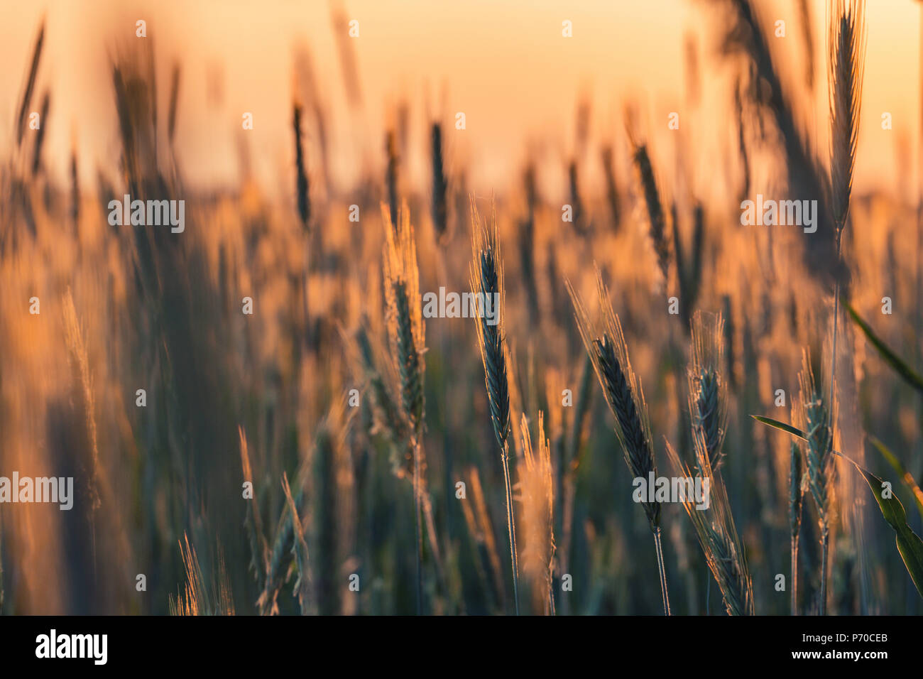 Whear ears spikelets close up in warm golden sunset light Stock Photo ...