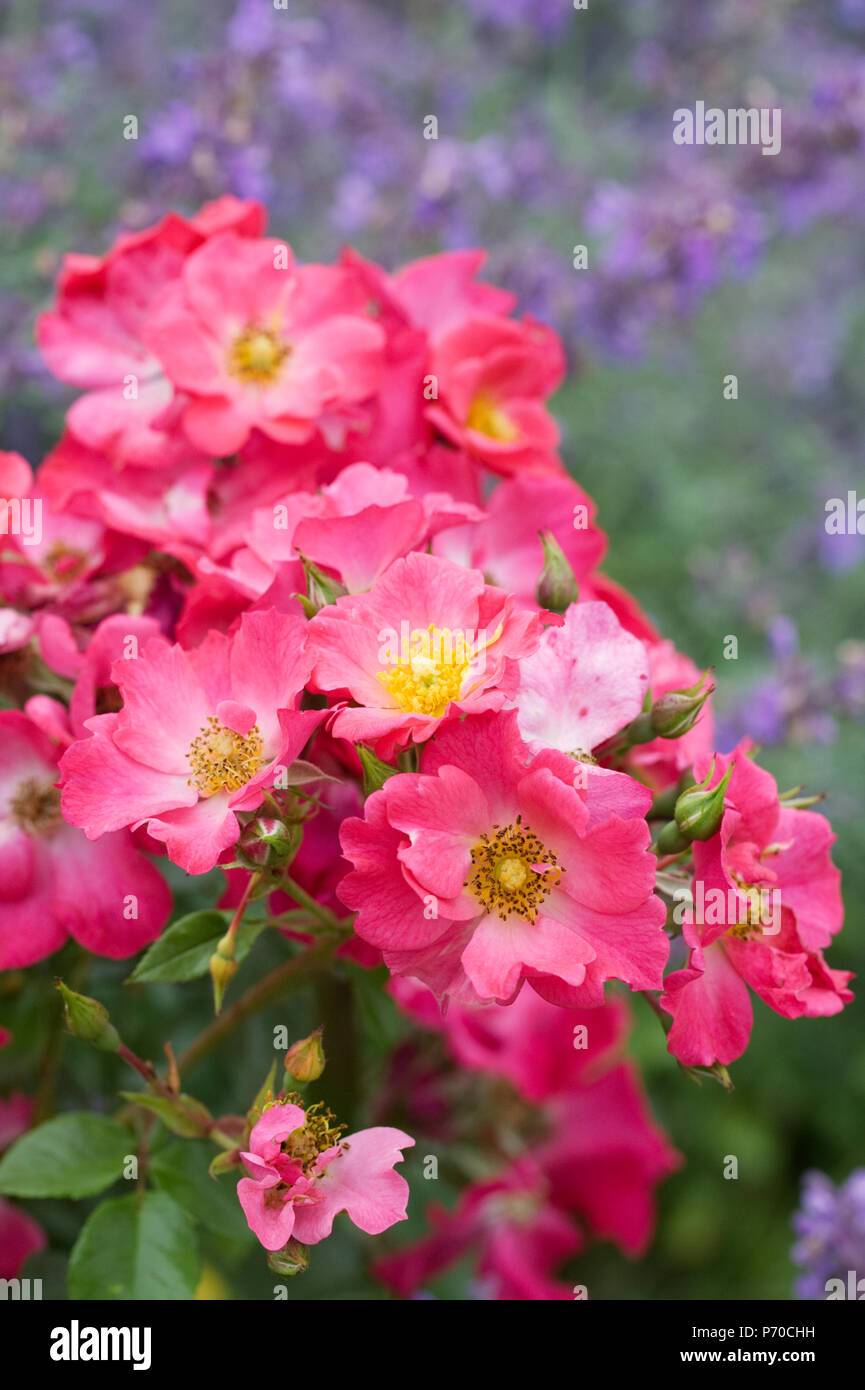 Nepeta hi-res stock photography and images - Alamy