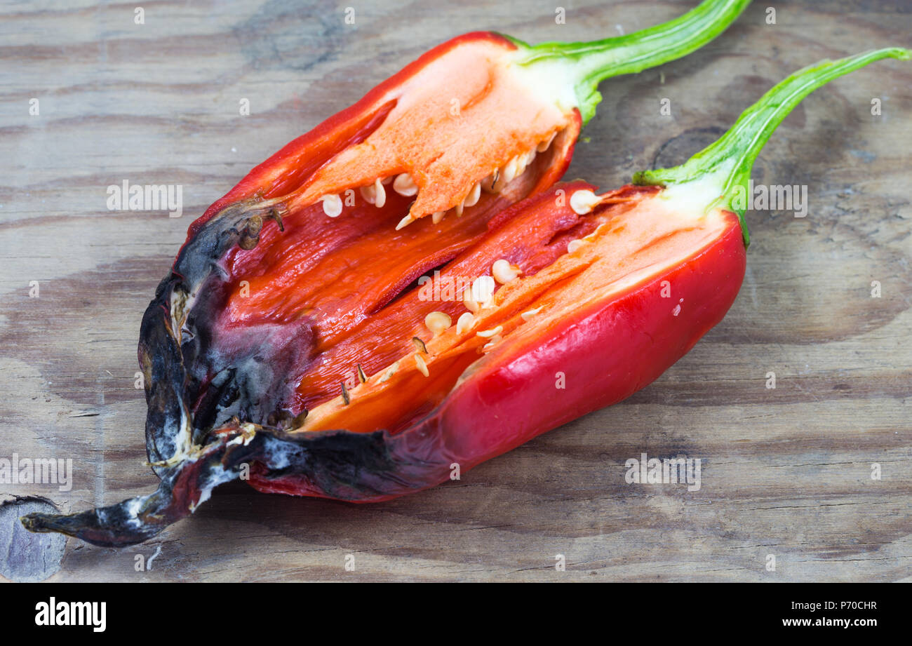 Rotten Yogurt Chili Funny