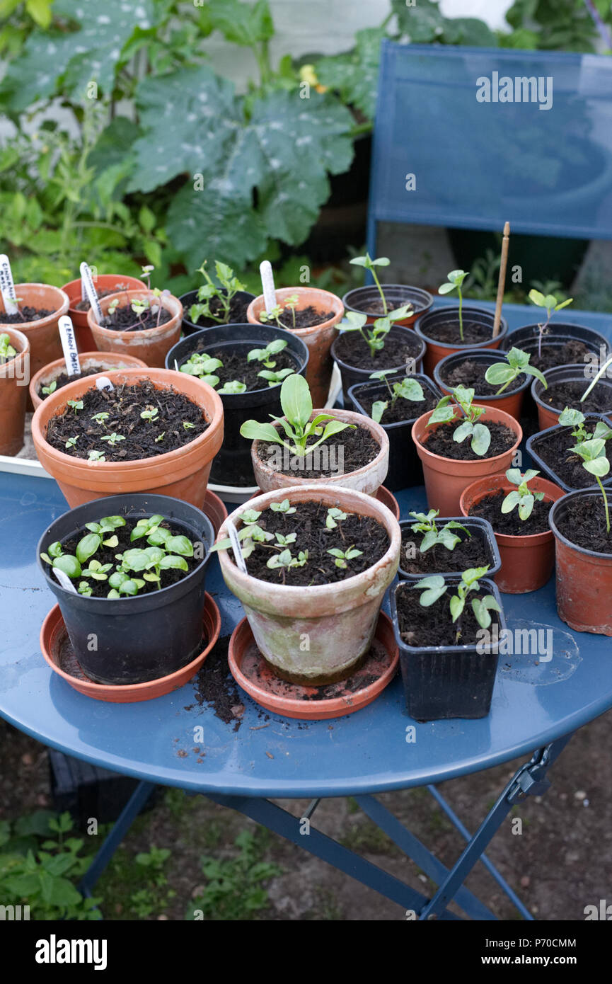 Homegrown herbs seedlings hi-res stock photography and images - Alamy