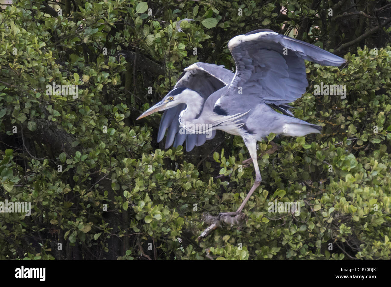 Grey Heron, one of the UK's largest bird and a fierce predator Stock ...