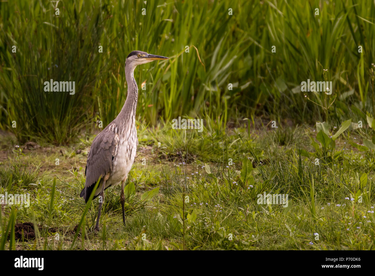 Grey Heron, one of the UK's largest bird and a fierce predator Stock ...