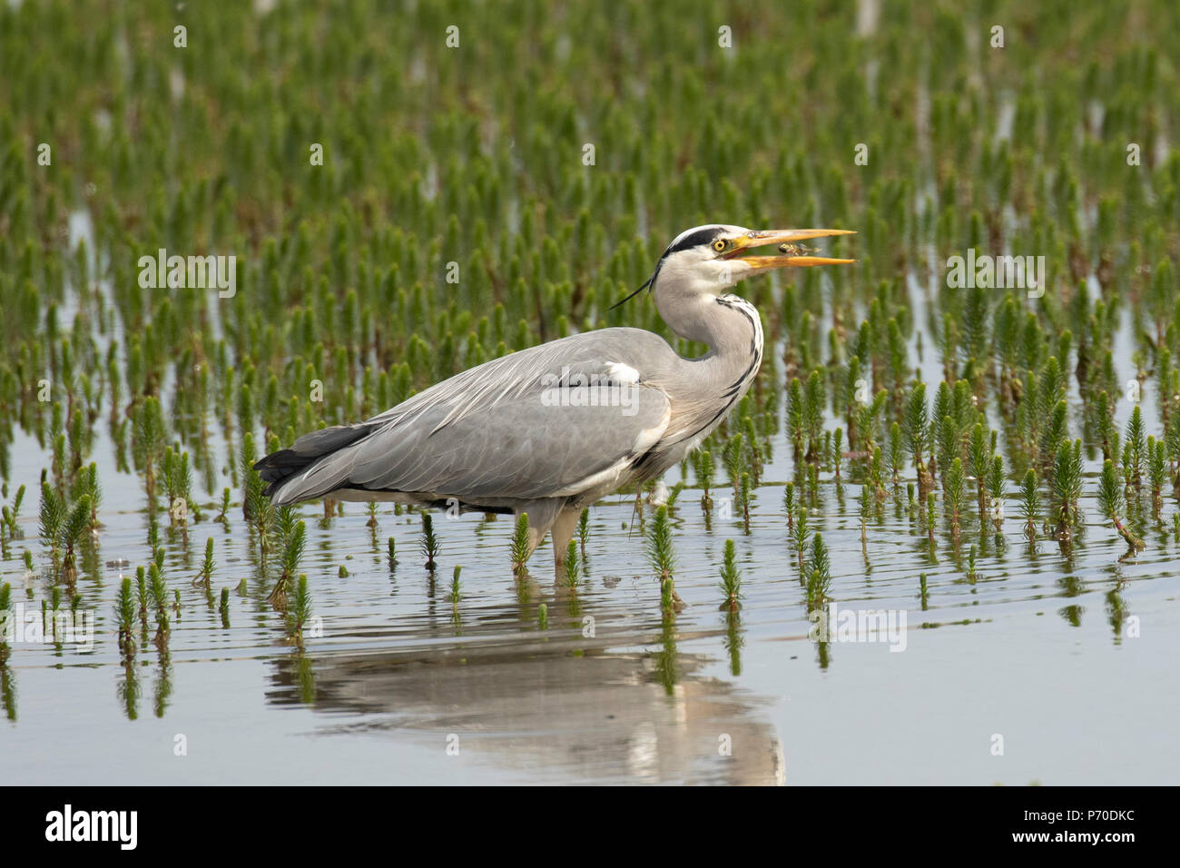 Grey Heron, one of the UK's largest bird and a fierce predator Stock ...