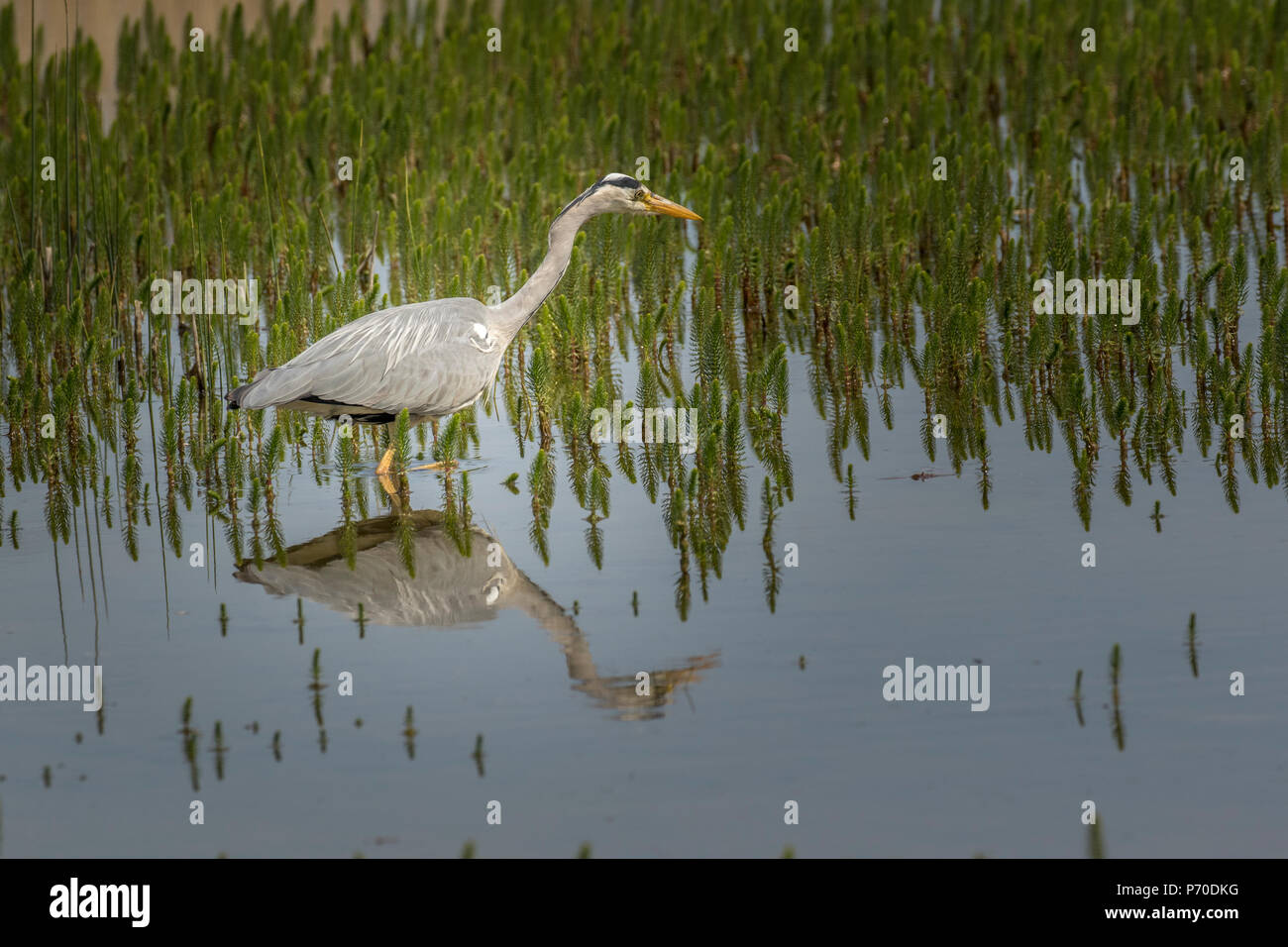 Uks largest bird hi-res stock photography and images - Alamy