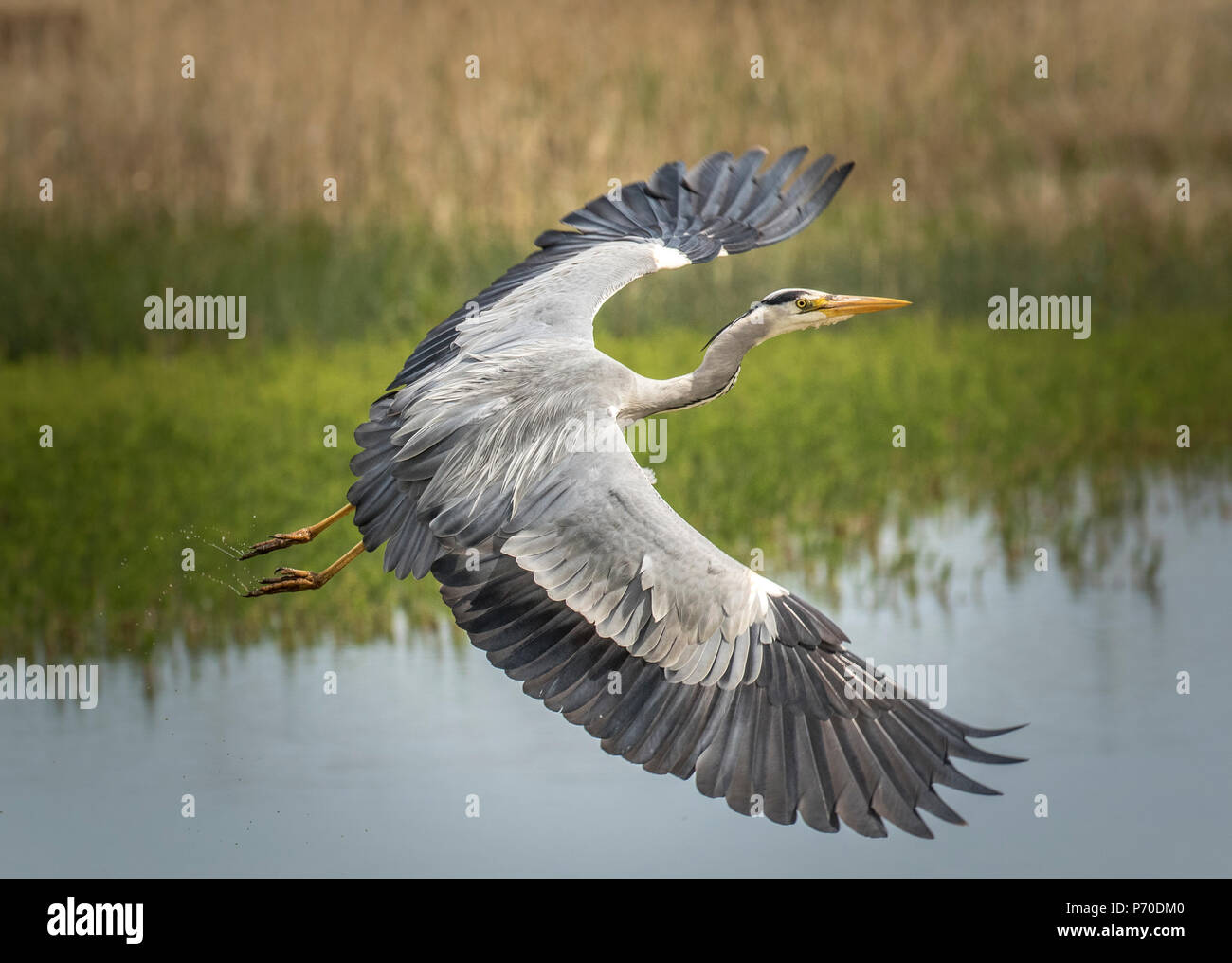 Grey Heron, one of the UK's largest bird and a fierce predator Stock ...