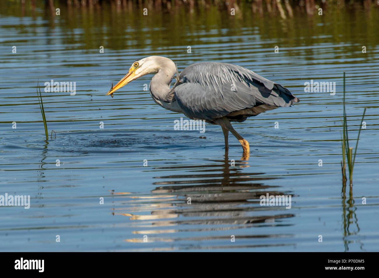Grey Heron, one of the UK's largest bird and a fierce predator Stock ...