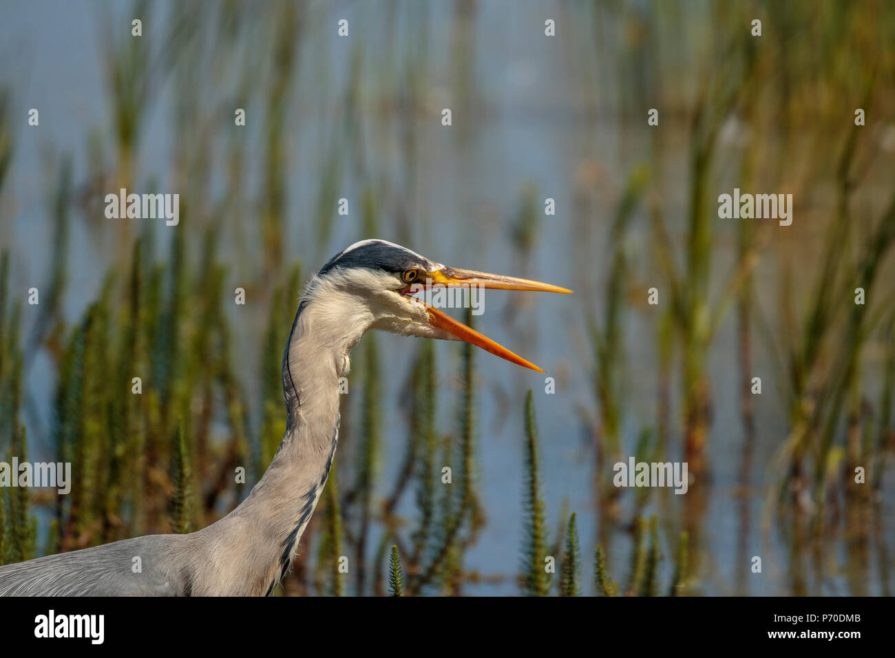 Grey Heron, one of the UK's largest bird and a fierce predator Stock ...